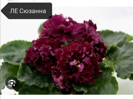 Продаются детки сортовых фиалок