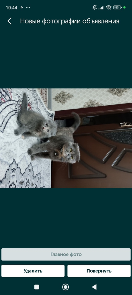 Продаётся кошка фолт
