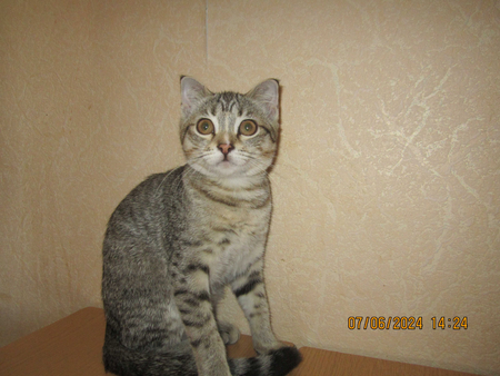 Котята в добрые руки! Смотрите фото и другие объявления автора.