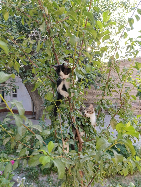 Mushuk bolalari ishonchli qòllarga beriladi.