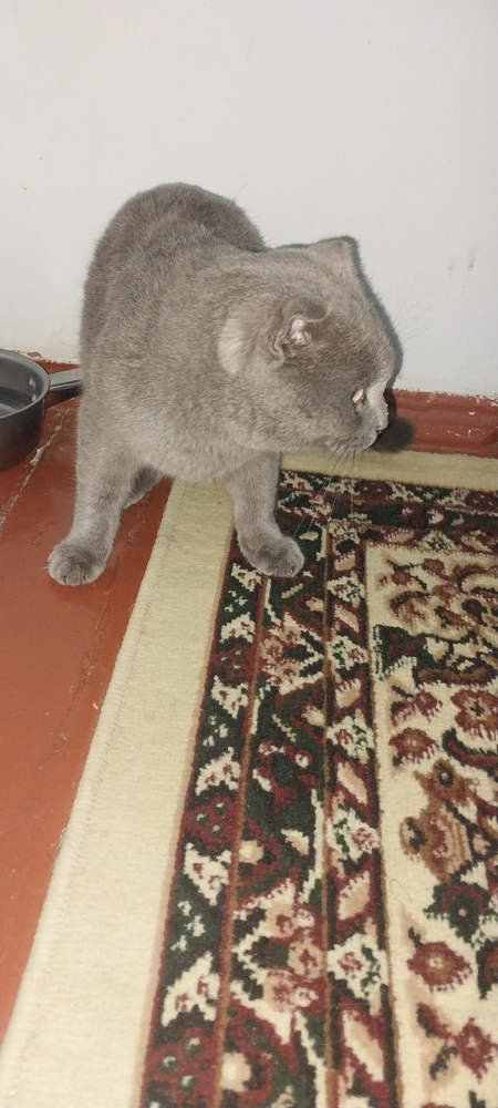 Parodni mushuk shinshila