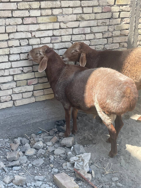 Кучкорлар сотилади