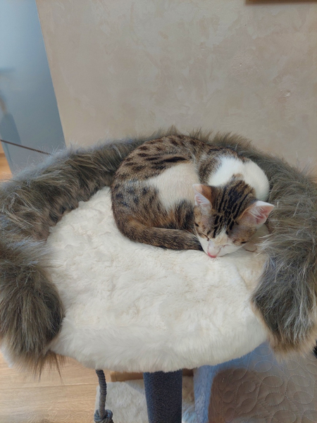 Котёнок девочка. Ласковая красавица