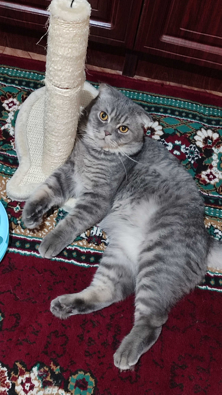 Вязка кота,кот не продается
