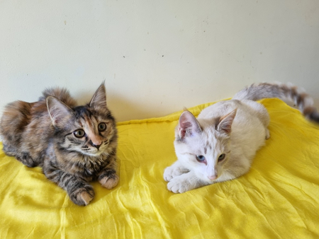 Отдам котят в добрые руки
