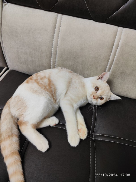 Мушук/ Кошки Скоттиш страйт