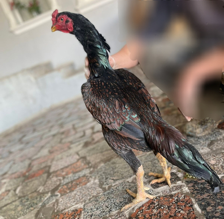 Dakan xoroz sotiladi