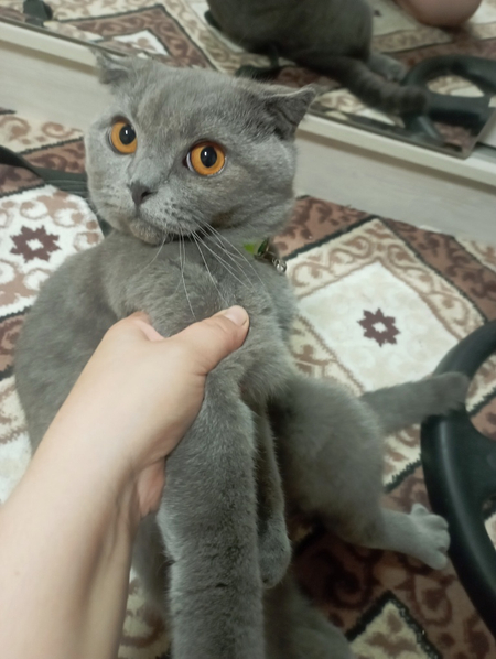 Viyazka uchun o'g'il bola mushuk