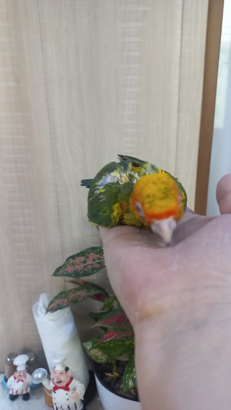 Продается ручной попугай.