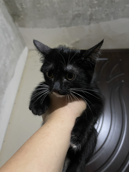 Отдам котят в хорошие руки!!