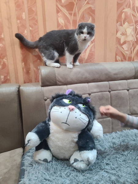 Вяска Скотиш Фолд