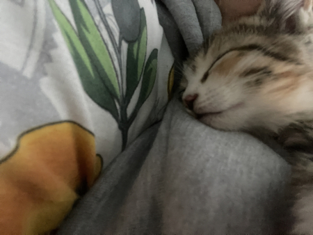 Домашний котенок