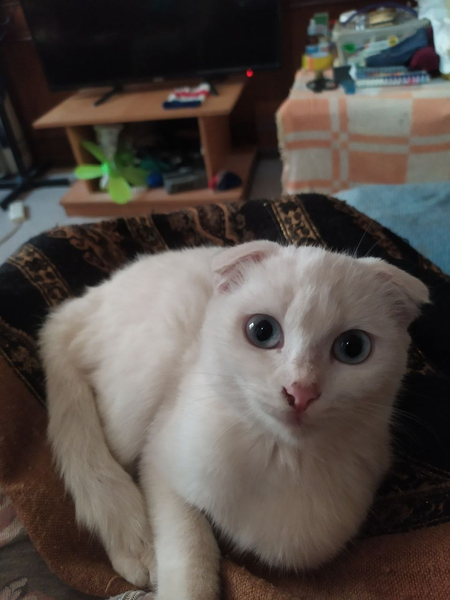 Продается котенок 4 месяца!