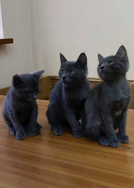Котята в добрые руки