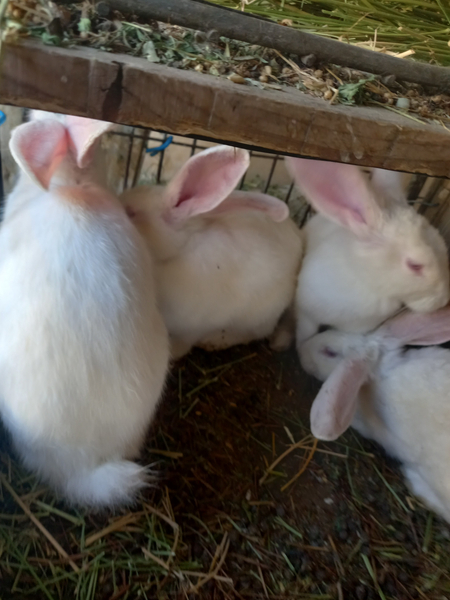 Quyonlar hammasi sotilada