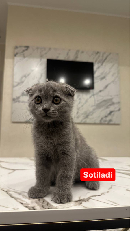 Scotish Fold, mushuk SOTILADI
