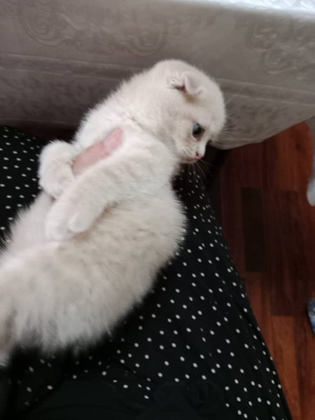 Продается котята скоттиш фолд скоттиш страйт