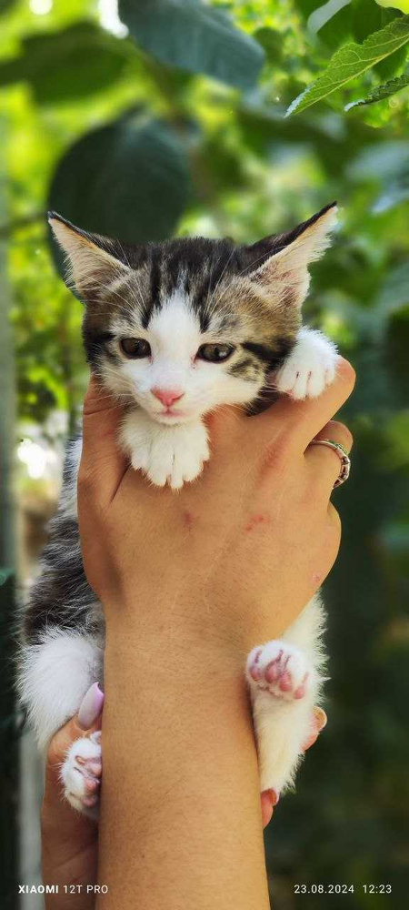 Котёнок, мальчик, 2 месяца