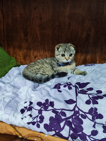 Шотландский вислоухий котенок