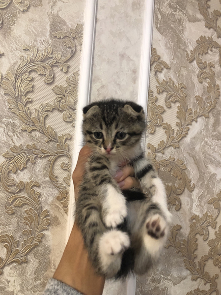 Скоттиш фолд мушуклар
