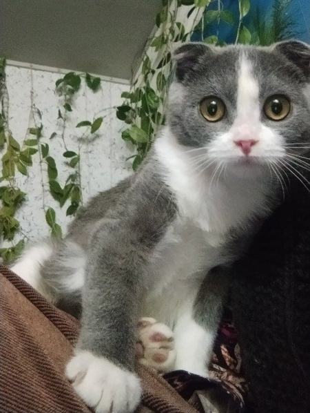 Продаётся шотландская вислоухая кошка мальчик