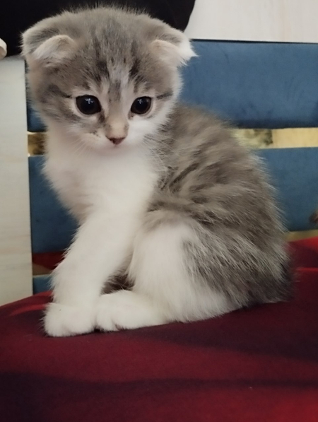 Продаётся котёнок