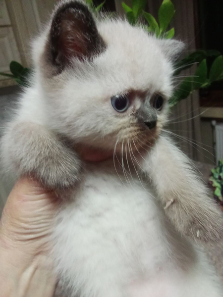 7 шотландских котят