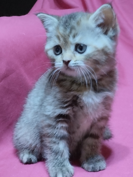 Продаются котята шотландцы