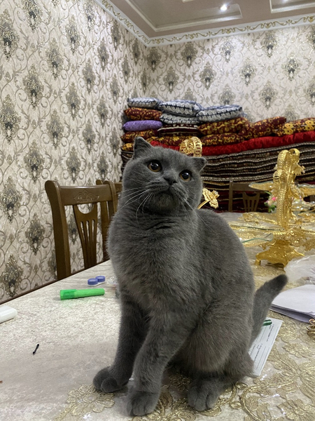 Biror nima bulsa uzimiz javob beramiz