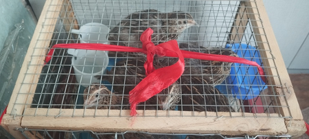 Продам 5 переделок с клеткой.