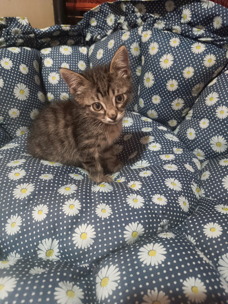 Котёнок в ответственные руки !