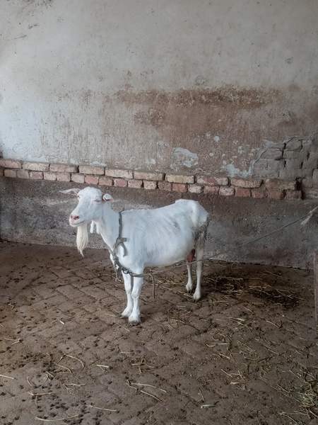 Echki sotiladi [ona bola ] sut bor echki