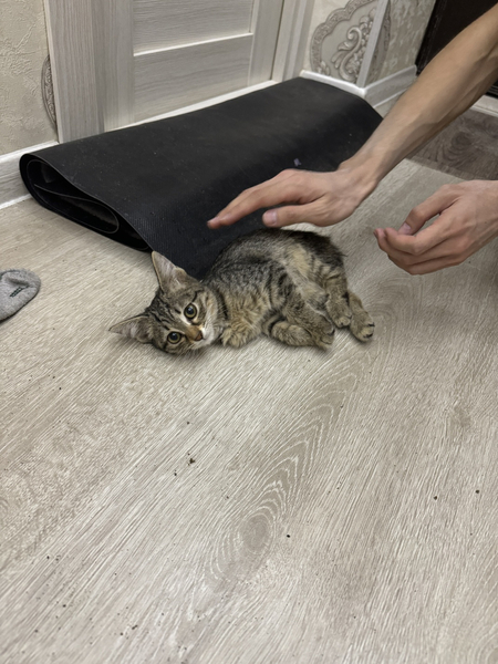 Котёнок / mushuk bolasi