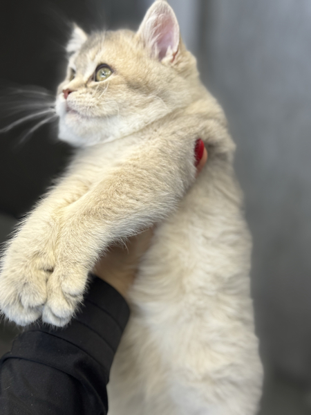 Продается котенок шиншилла