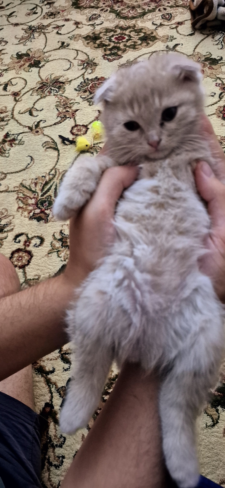 Котёнок Скотиш фолд