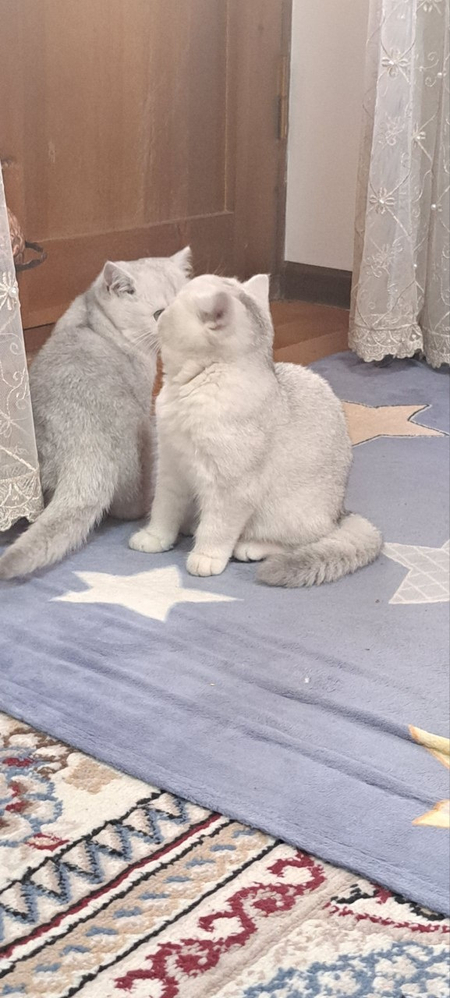 Британский Шиншила