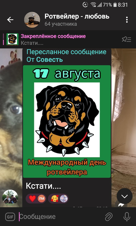 Продается ротвейлер