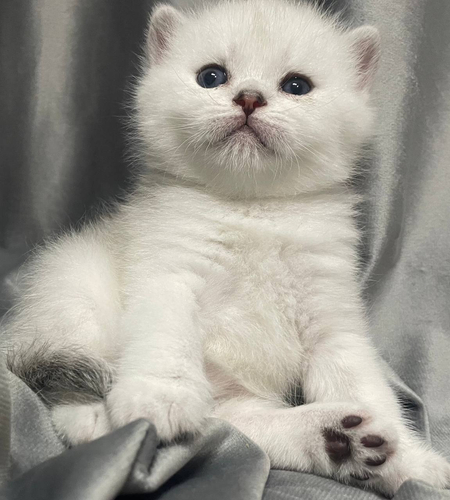 Британские котята