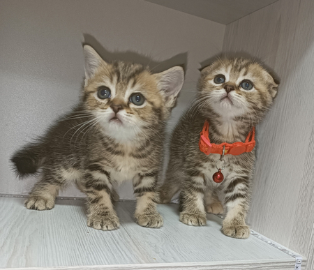 Продаются Шотландские котята