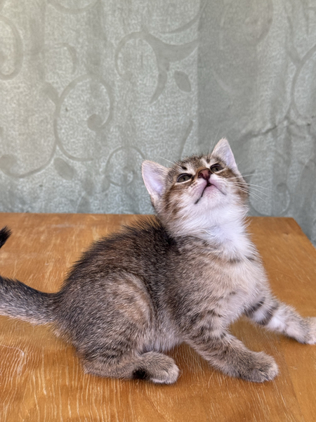 Котята в хорошие руки, 1,5 месяца