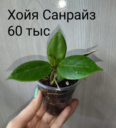 Продам Хойи разных сортов