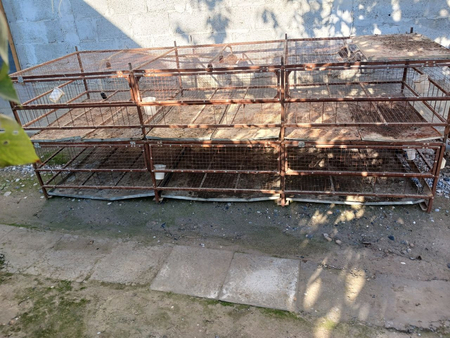 Tovuq katak sotiladi
