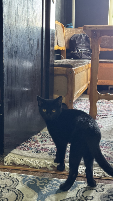 Милая кошка