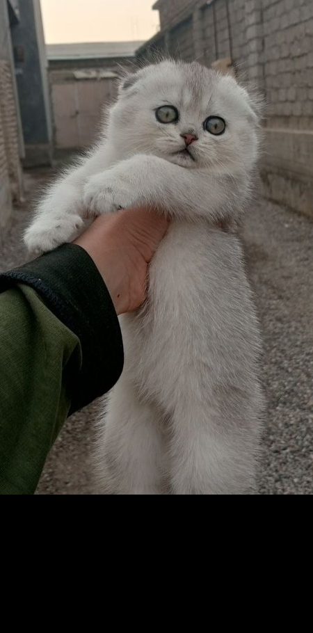 Серебро шиншила фолд