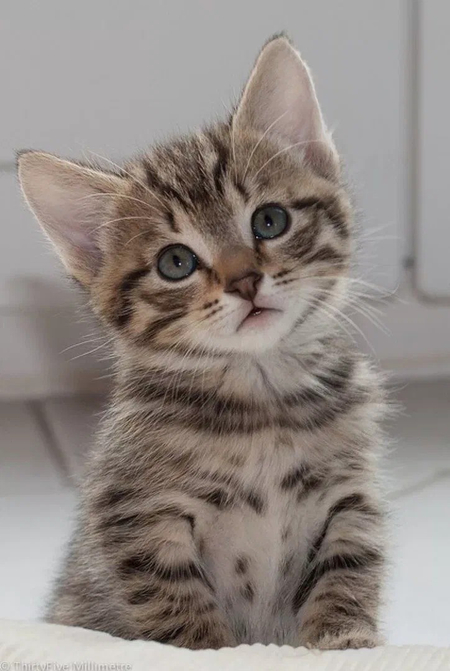 Отдаем котят в добрые руки.