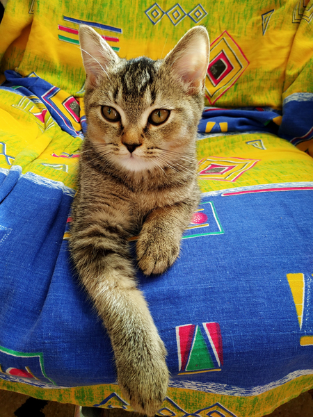 Котята Шотландские Шиншиллы