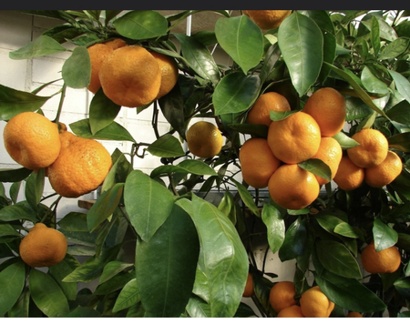 Apilsin, Mandarin (Апелсин и Мандарин)