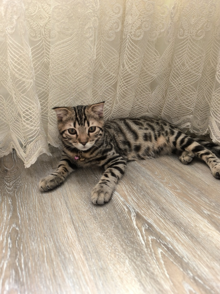 Mushuk Bengal+Fold