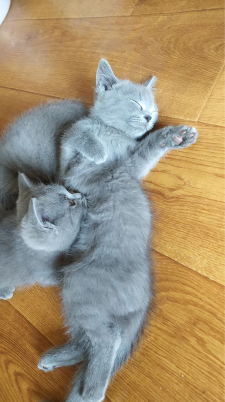 котята фолд и страйт