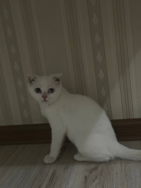 Tel qsela yana kelwams